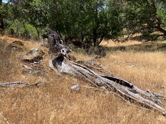 Fallen Oak – East Bay Hill People